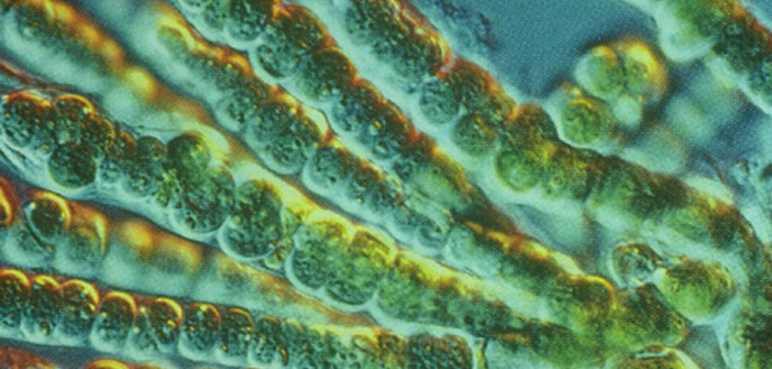 blue-green-algae (1) | Your Home & Color Coach